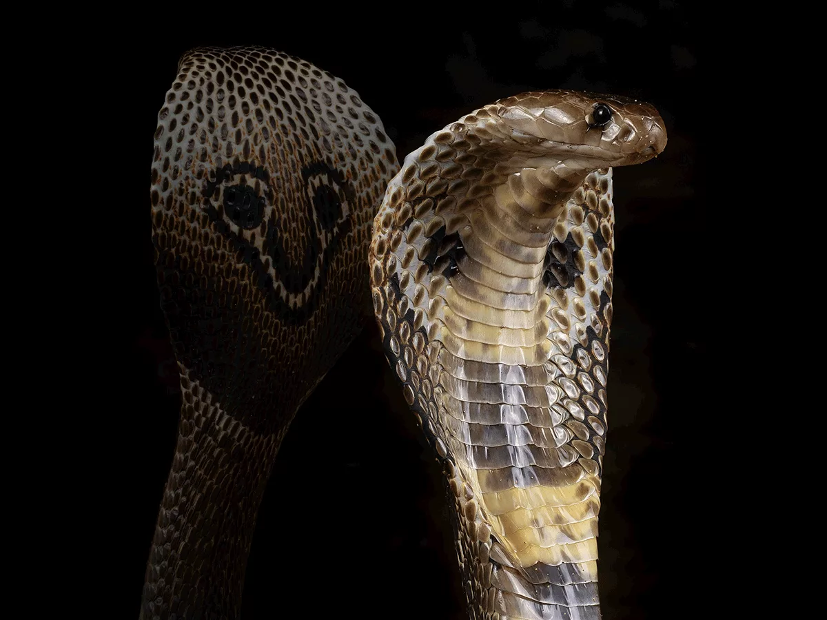 Rí Cobra Venom Early Humans Developed An Immunity To Cobra Venom