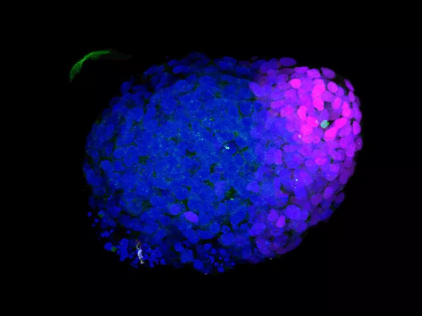 ‘Gastruloids’ enable study of embryonic development | 2020-06-11 | BioWorld