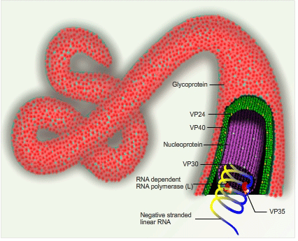 Ebola Virus Structure Diagram Ebola Virus Disease: Progress So Far In