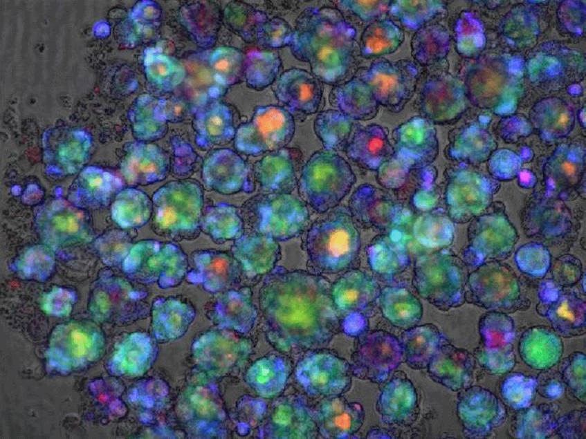 Emulate launches new AAV transduction application for Liver-Chip | BioWorld