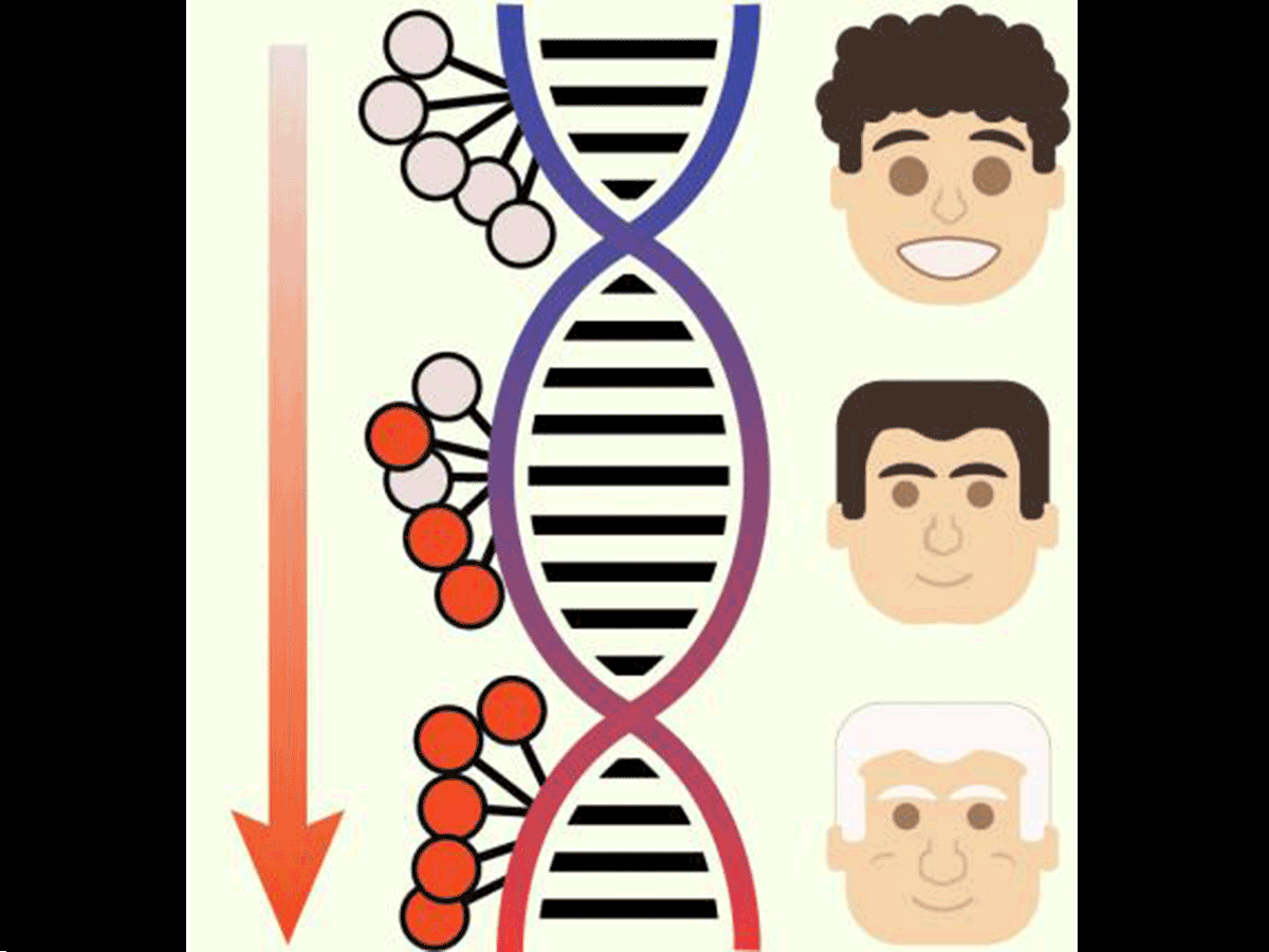Extending Human Lifespan