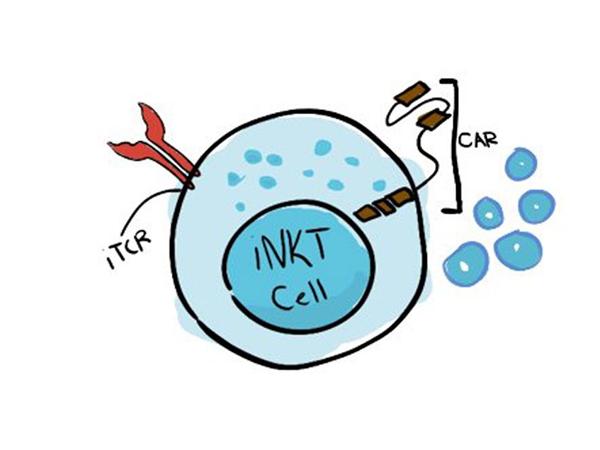 Arovella heads toward clinic with CAR-19-iNKT cells | BioWorld