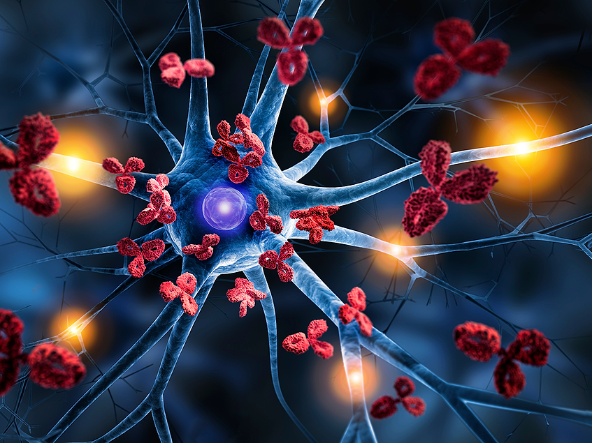 Biohaven advances bispecific IgG degrader BHV-1300 for immune-mediated ...