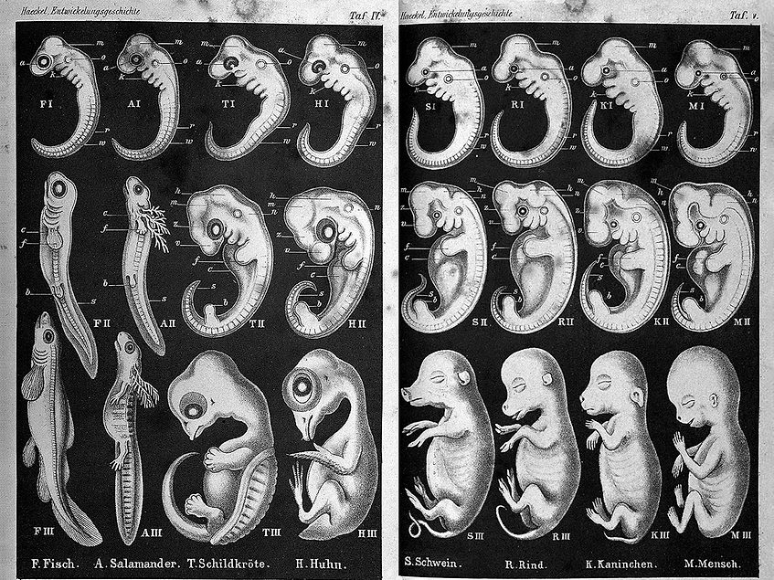 A human heart developed in a pig embryo over 21 days | BioWorld