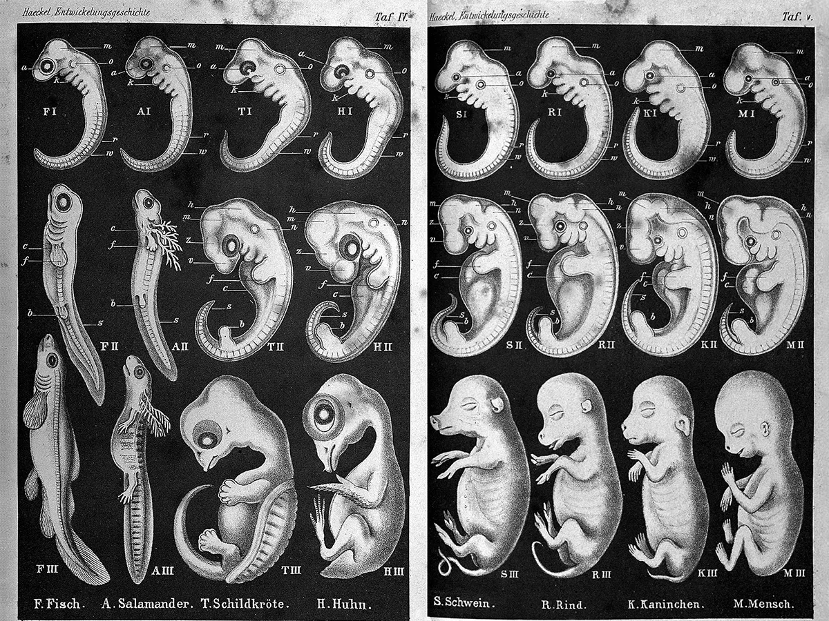 Pig Embryo Human Cells