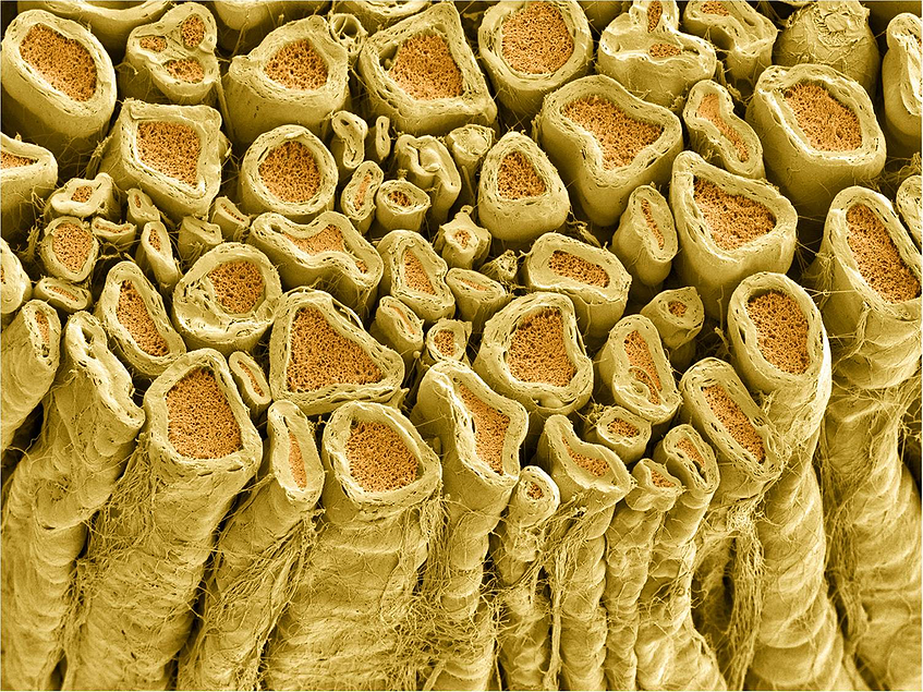 Modulation of GPR183 signaling shows potential for remyelination ...
