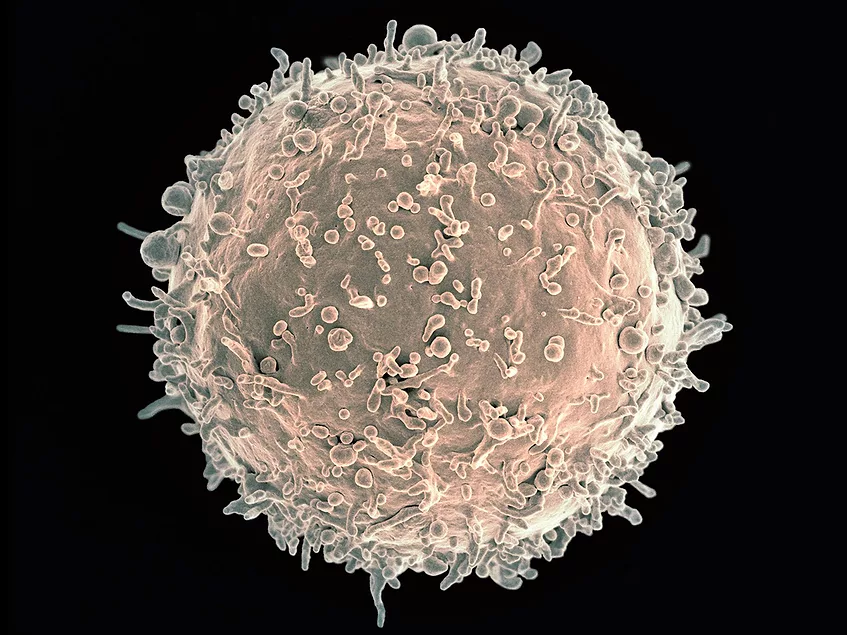 BMS-986458, a CRBN-mediated LDD targeting BCL6 for B-cell NHL treatment ...