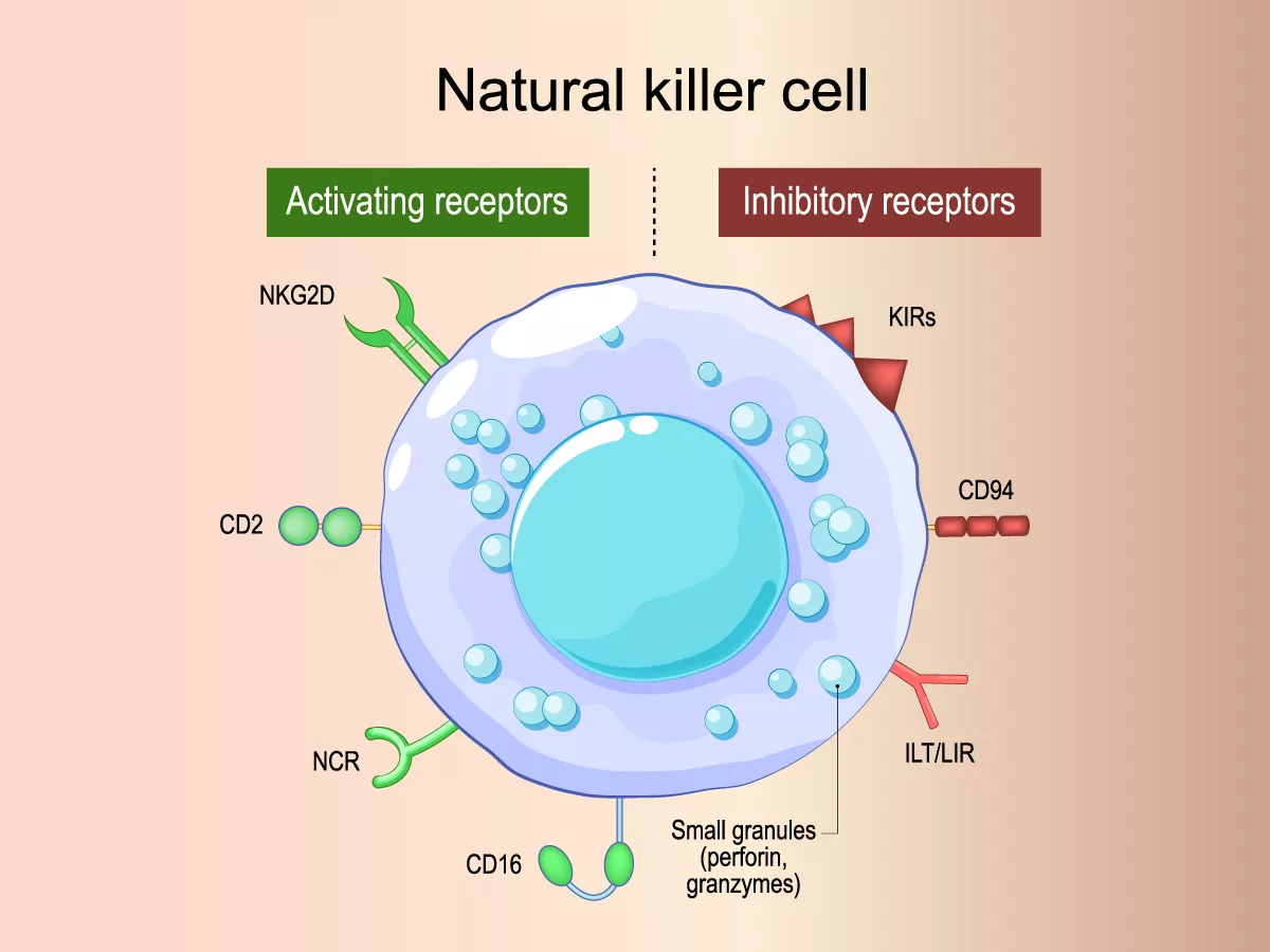 Natural Killer Cells Are A Type Of