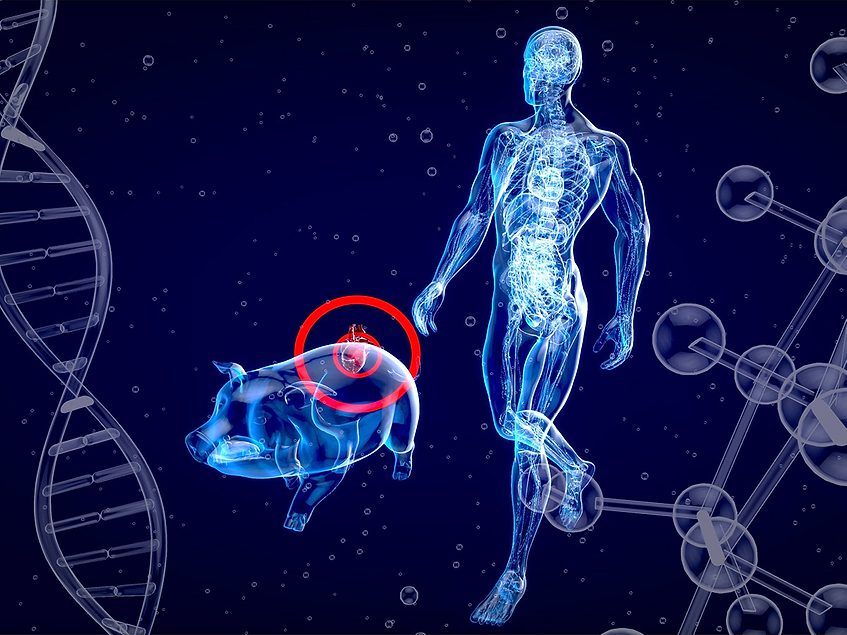 Ten days of normal survival of a pig liver in a human being | BioWorld