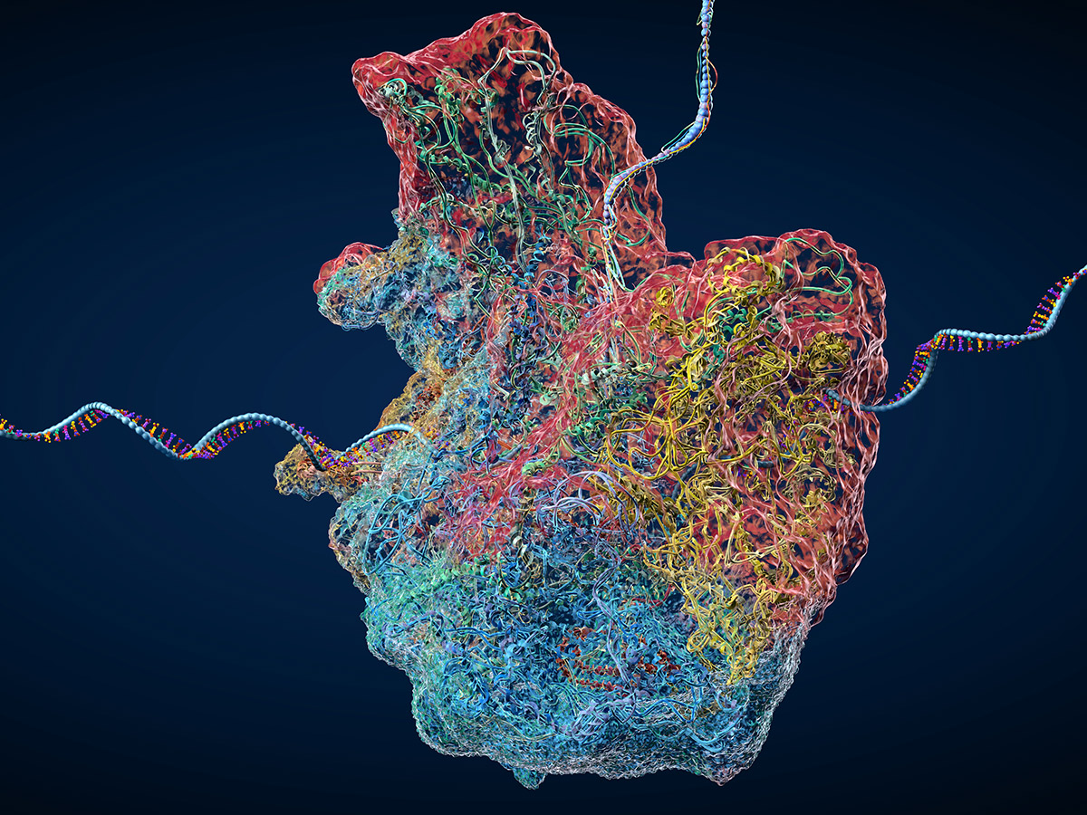 The Structure Of The Ribosome Functions Infographics Vector