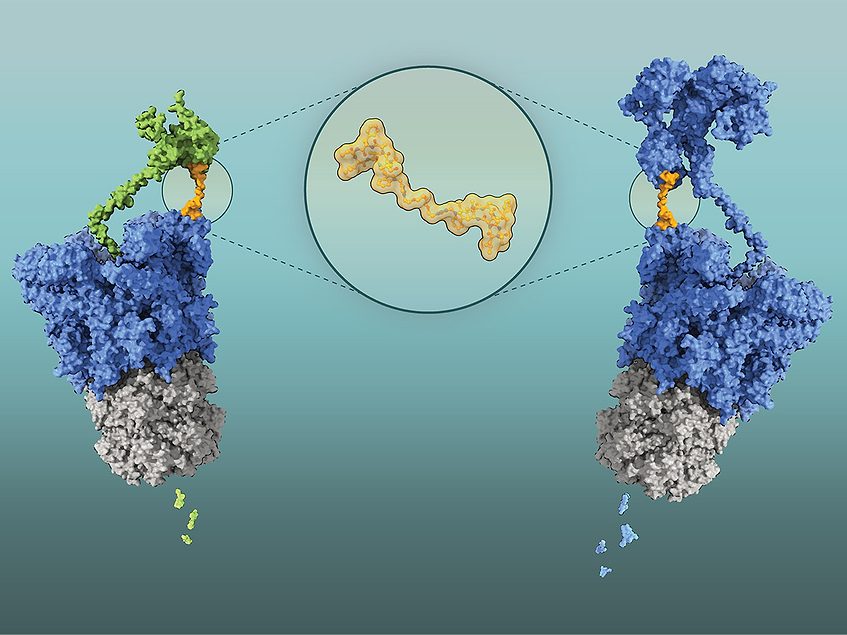 Degradation strategy prevents survival of tuberculosis bacterium | BioWorld