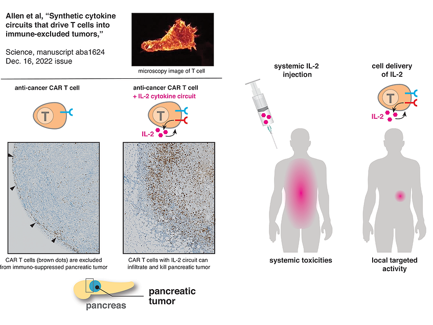 Engineering brings situational awareness to CAR T cells | BioWorld