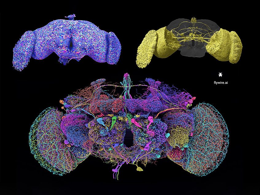 140,000 cells and 50M synapses make 1 adult fly brain | BioWorld