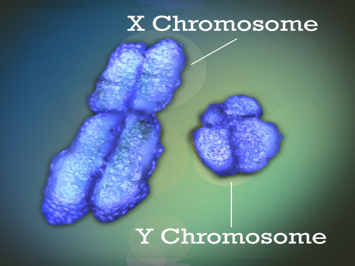 Xxy Chromosome