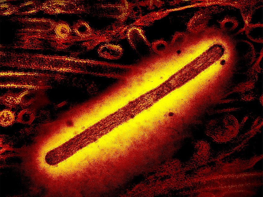 Arcturus gains IND clearance for H5N1 influenza sa-RNA vaccine ...