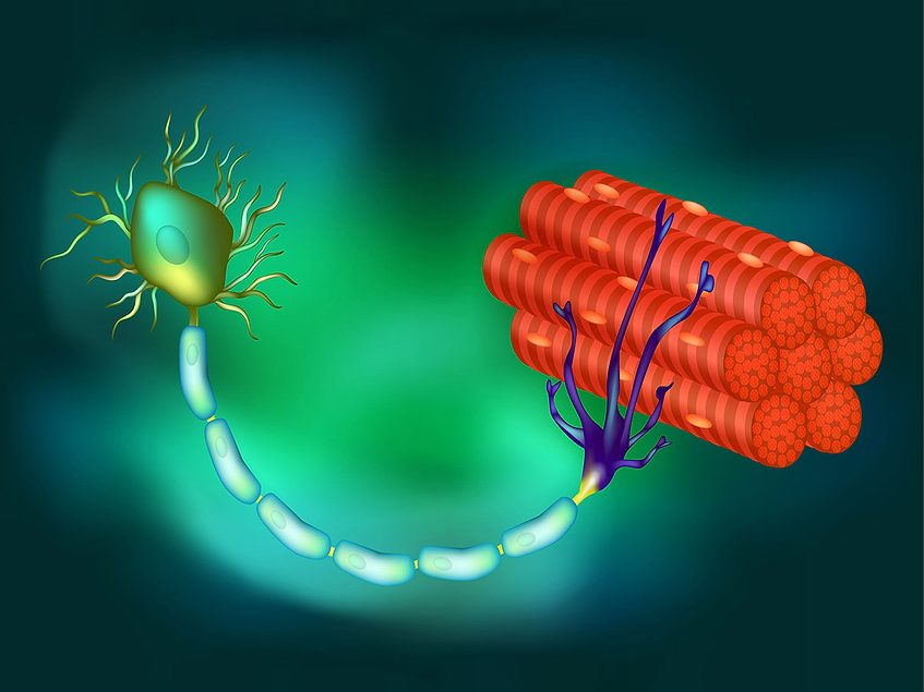 Stathmin-2 is new player in the ALS gene-verse | BioWorld