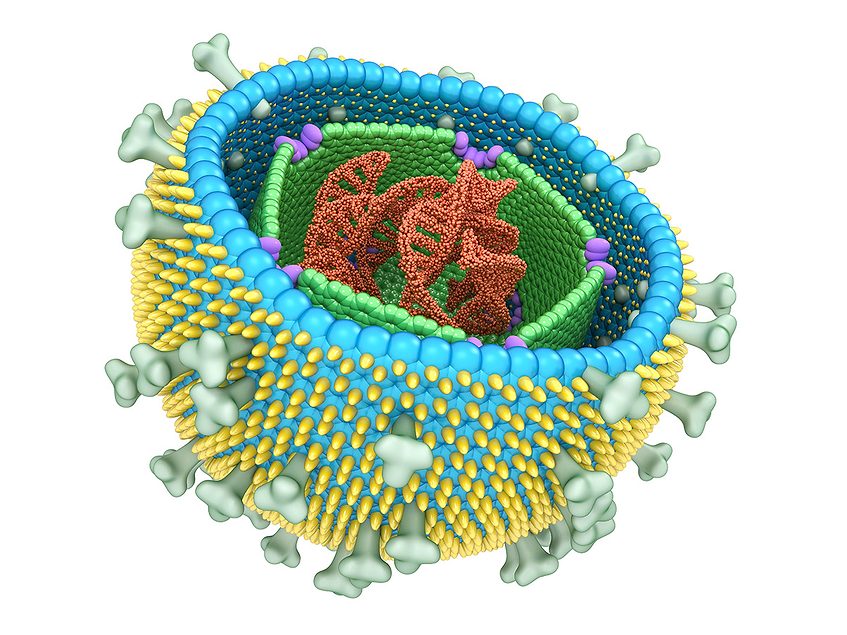 Genes and Epstein-Barr virus immune response increase MS risk | BioWorld