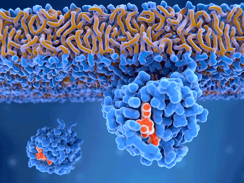 Universal picture’s clearer in human RAS inhibition as phase I data ...