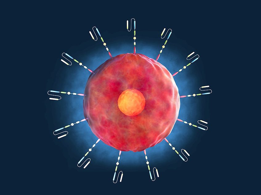 Allogene’s ALLO-329 shows efficacy at killing CD19- and CD70-expressing ...