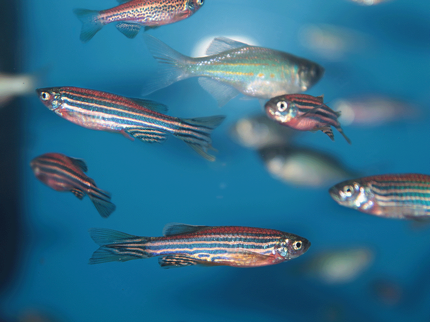 Novel POMT1 knockout zebrafish model of congenital muscular dystrophy ...