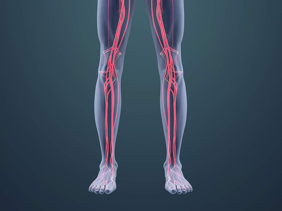 Lower Extremity Arterial System