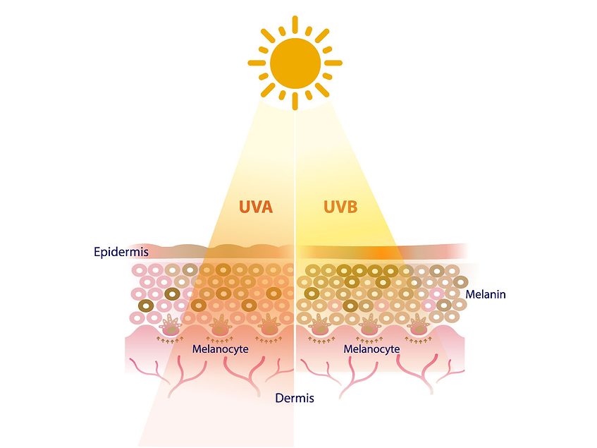 Derm-Biome compound shows promise to prevent and treat squamous cell ...