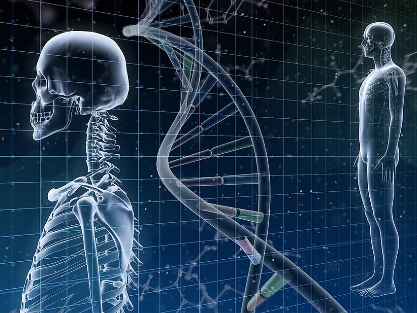 Vantictumab reverses bone defects in mice with osteopetrosis | BioWorld