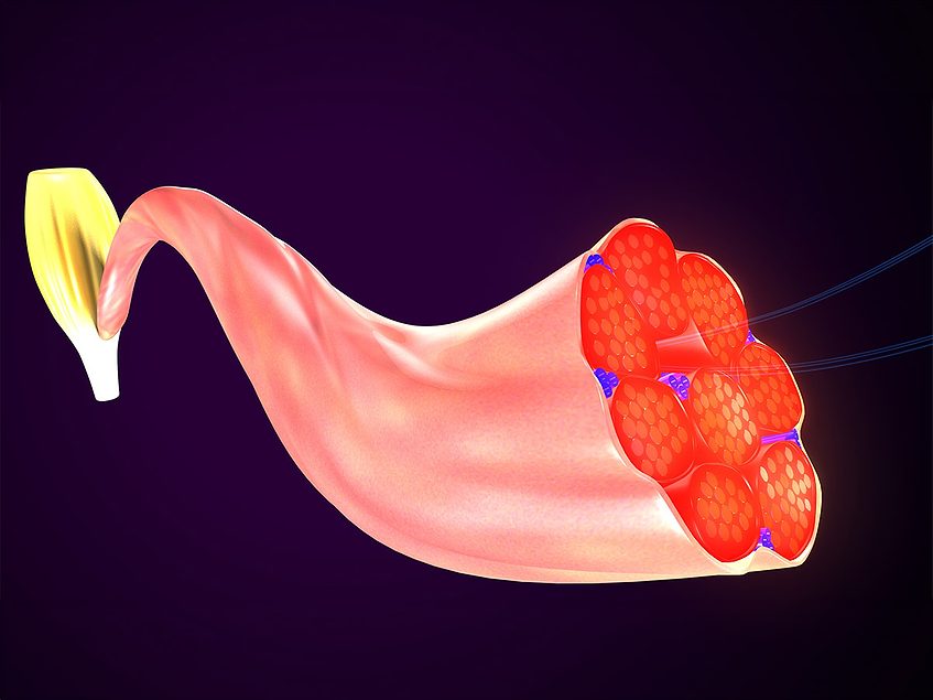 New mouse model of congenital fiber type disproportion | BioWorld