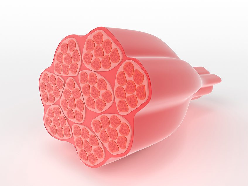 Targeting DUX4 with improves muscle function in FSHD models | BioWorld