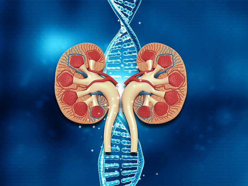 ASGCT 2025: Overcoming kidney complexity in gene and cell therapy ...